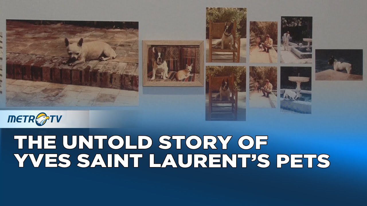YSL’s Designer Dogs in a New Marrakech Exhibition - YouTube