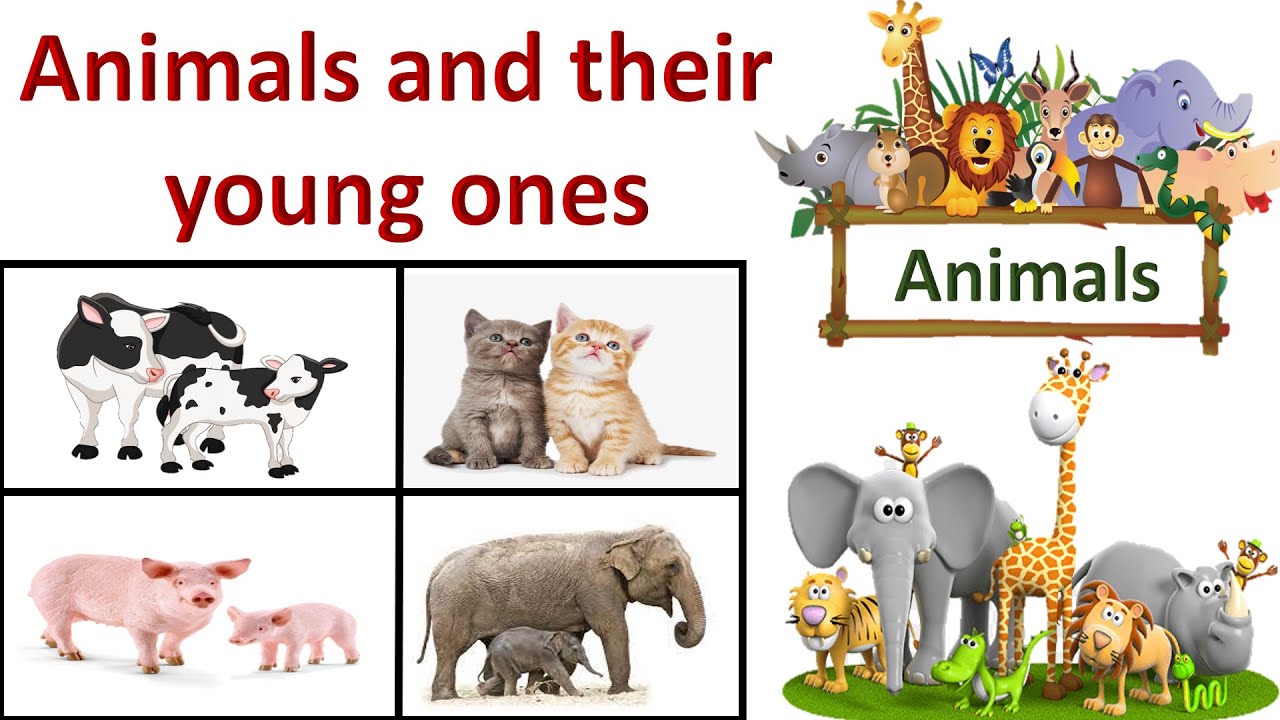 Animals And Their Young Ones | Animals & their Babies | Names For Kids ...