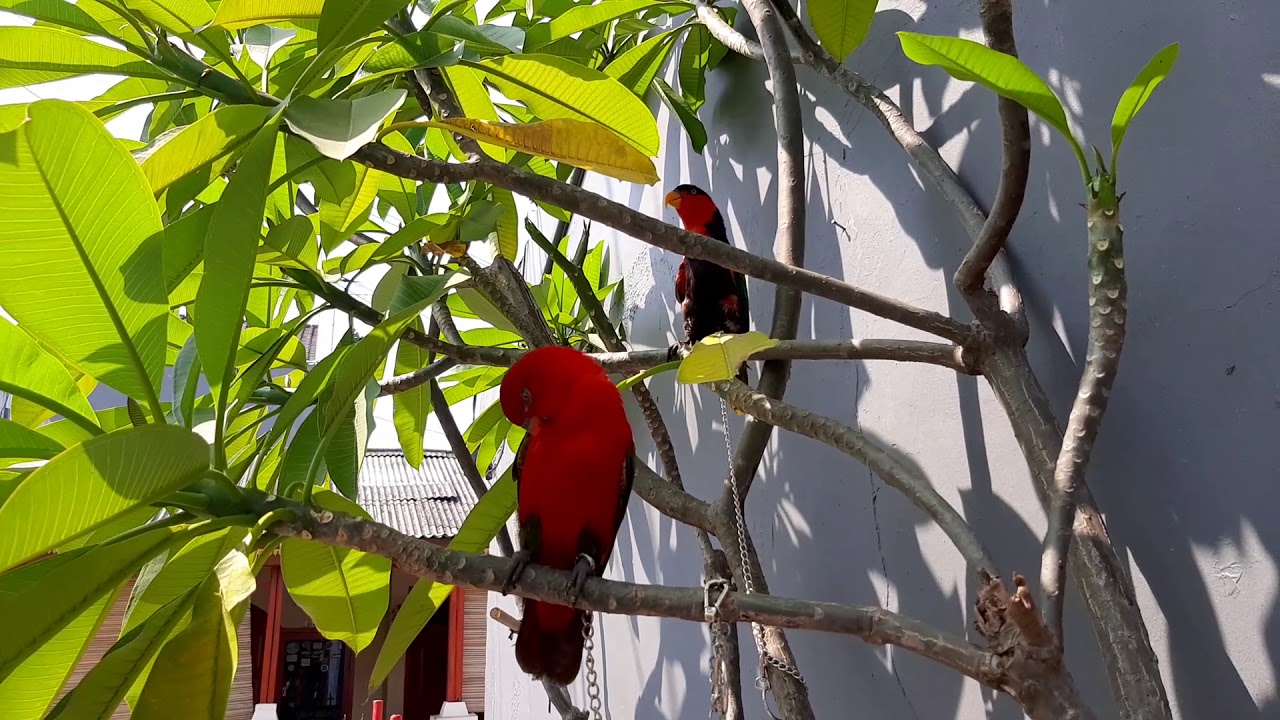 Nuri Ambon Dan Nuri Pala Hitam - YouTube