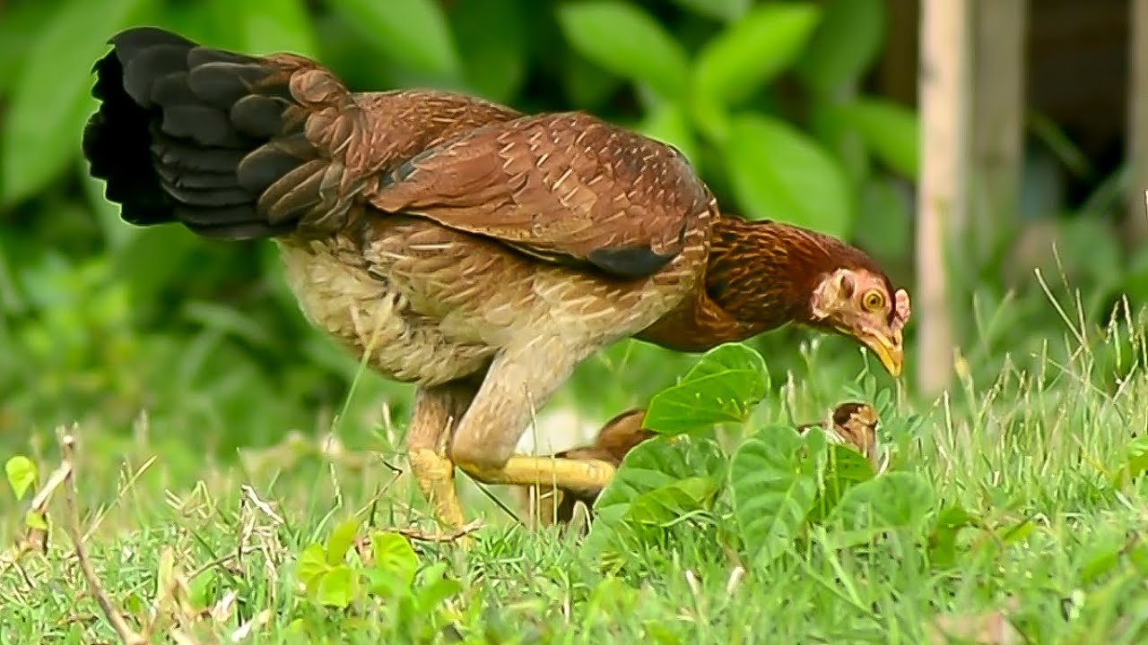 Wild fowl, hen protects her chicks in the bushes - YouTube