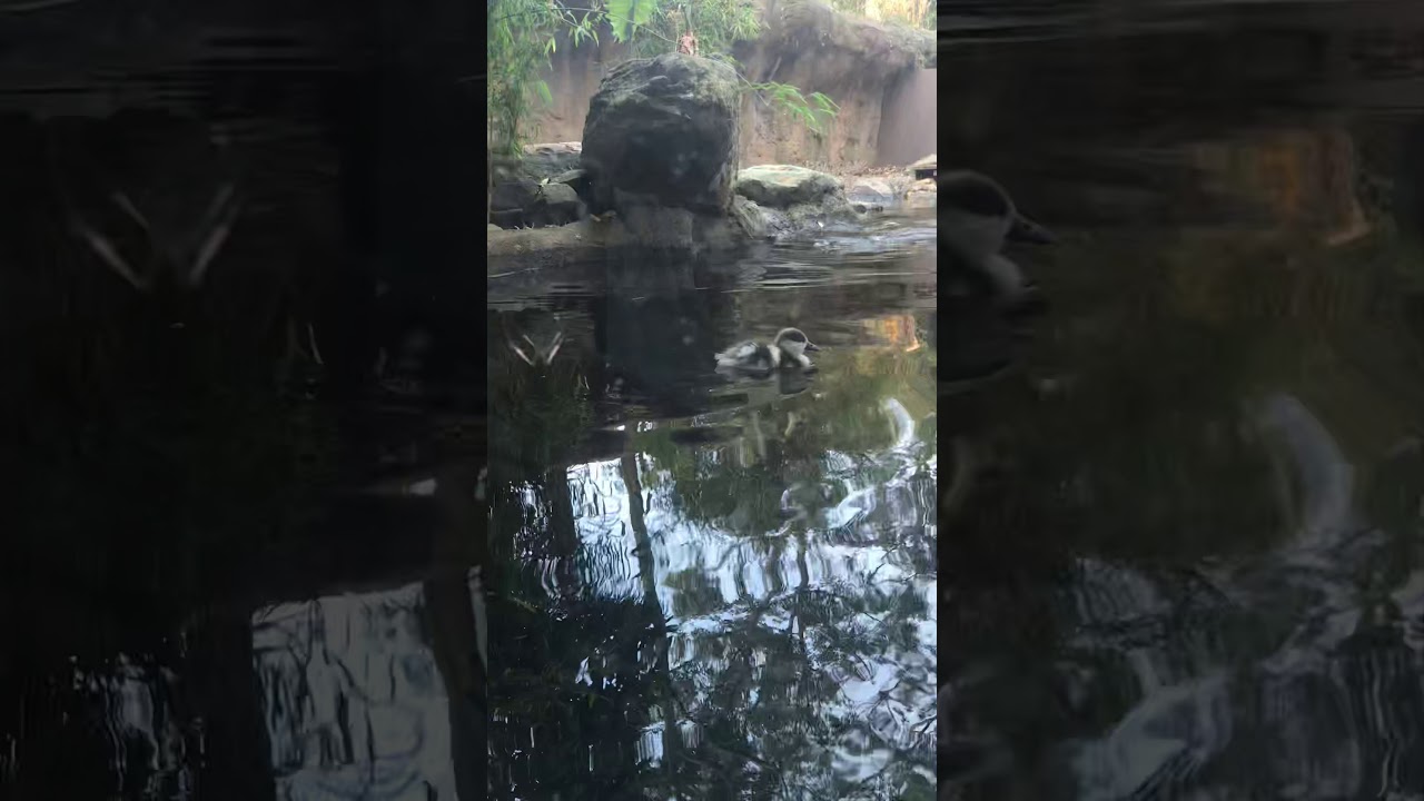 Taronga zoo Hippopotamus - YouTube