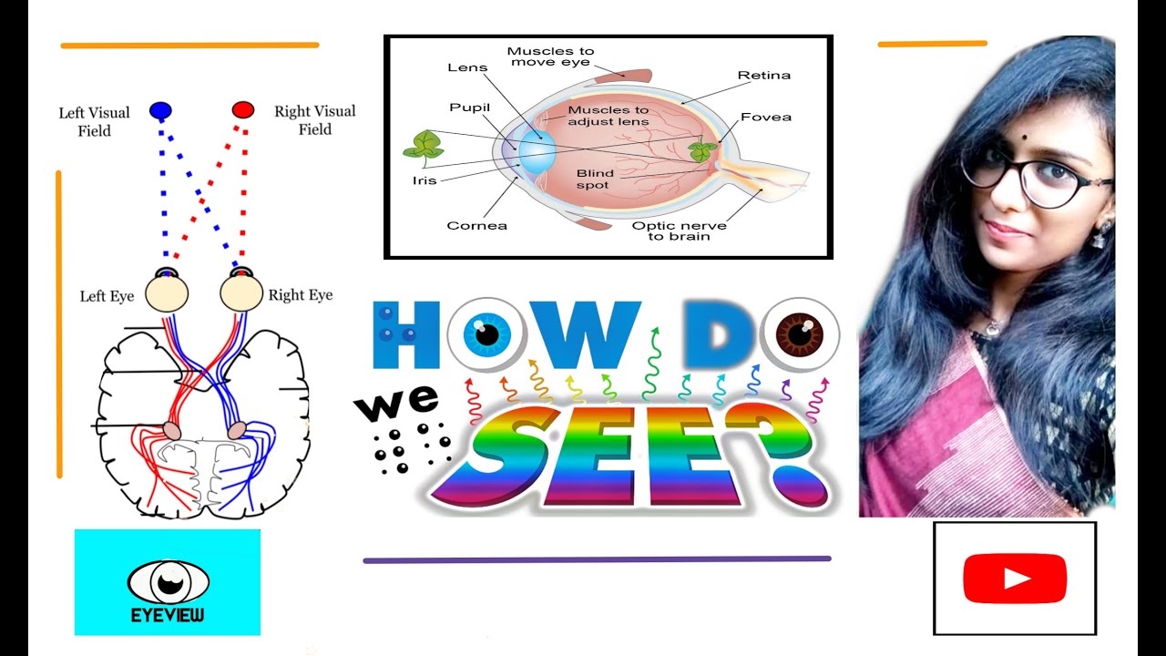 Channel EyeView : How Do We See ? - YouTube