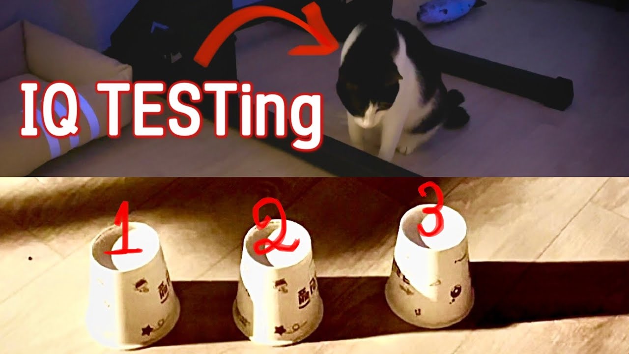고양이 IQ테스트🐱 / Gembling with cat - YouTube
