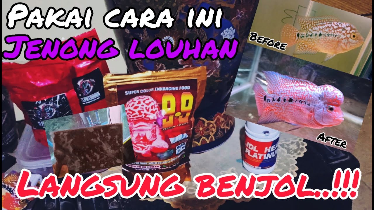 Pakan Terbaik Buat Memaximalkan JENONG ikan Louhan - YouTube