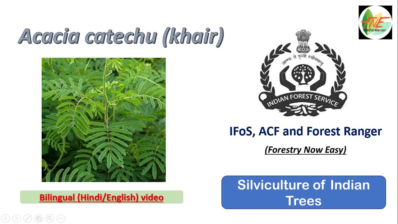 Acacia catechu || Silviculture of Indian Trees for UPSC IFoS, JPSC ...