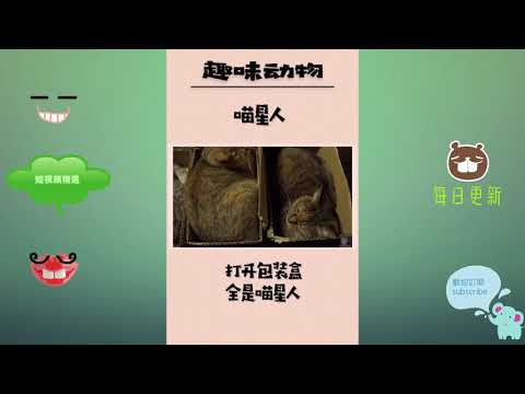 搞笑动物大合集