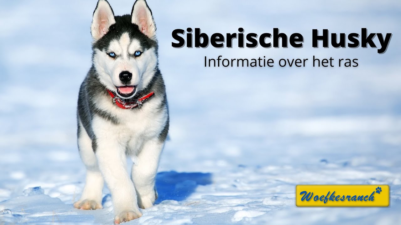 Zwarte Punten Siberische Husky