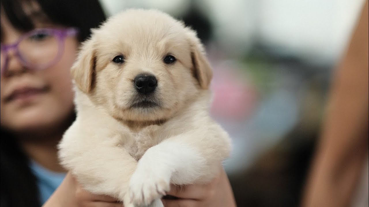 Coltriever- 5 weeks old - YouTube
