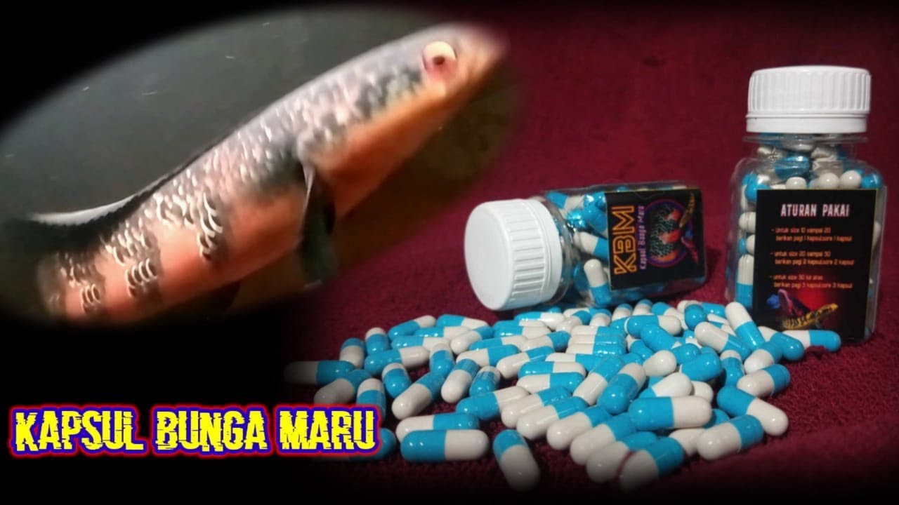 Treatment Bunga Chana Maru Kapsul bunga maru Level Ultimate - YouTube