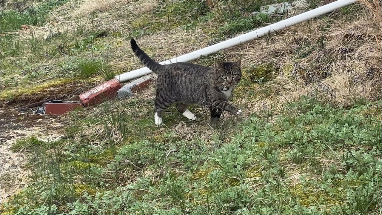 Buddy is scared of cars | Cat vs Car #cat #catvideos #car - YouTube