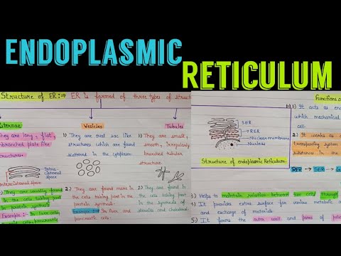cell organelle || endoplasmic reticulum || endoplasmic reticulum ...