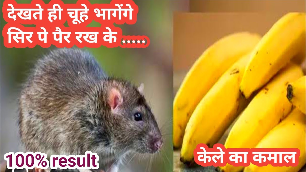 चूहे बिल्ली से नहीं इस फल से बहुत डरते हैं 😱😱/kitchen tips/chuhe ...