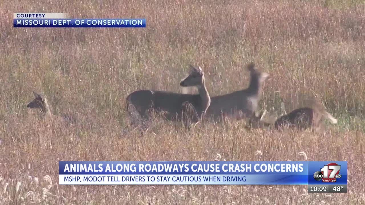 Car collisions with animals could become more common as days become ...