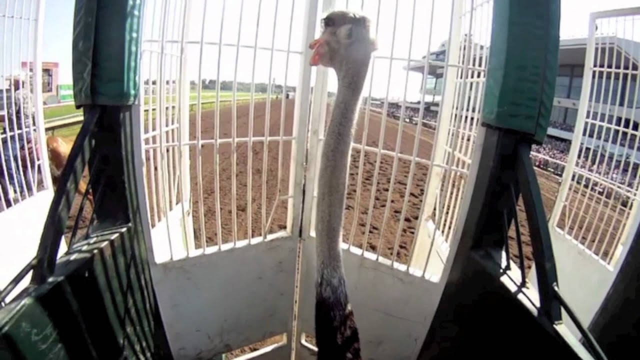 Helmet Cam Ostrich Race at Canterbury Park with Jockey Denny Velazquez ...
