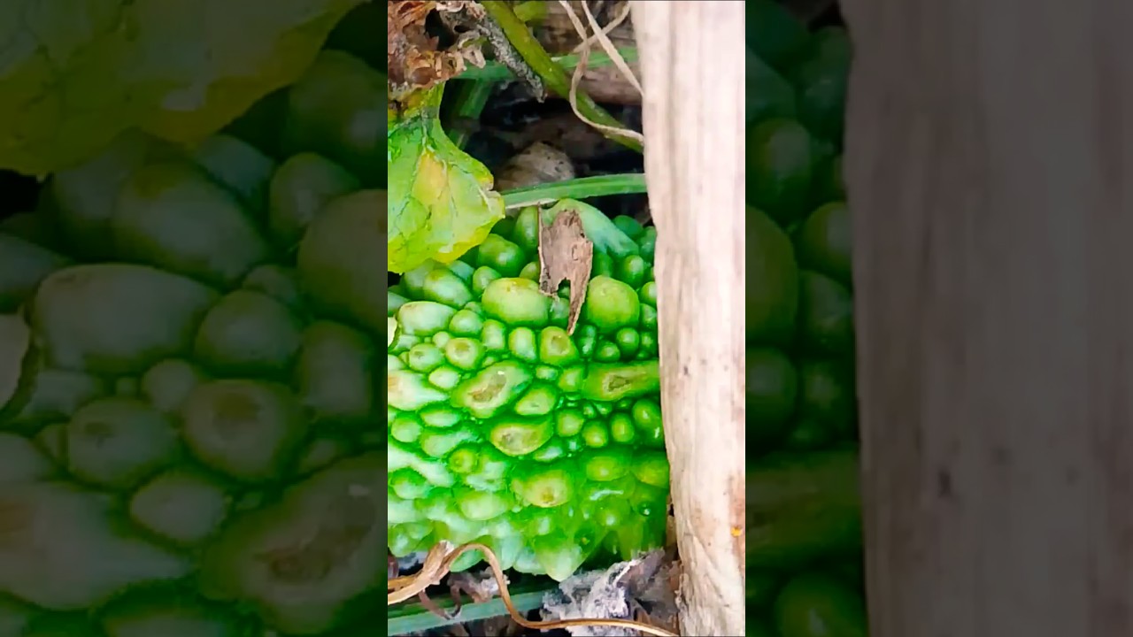 amazing Corolla village life - YouTube