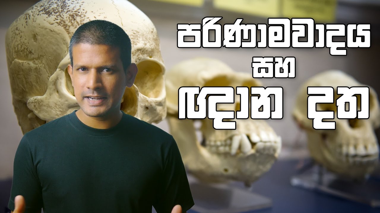 Wisdom Tooth And Theory Of Evolution - YouTube