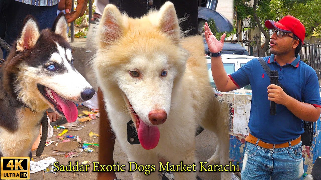 Saddar Exotic Dogs Market 28-7-24 Karachi | German Shepherd Dogs Husky ...