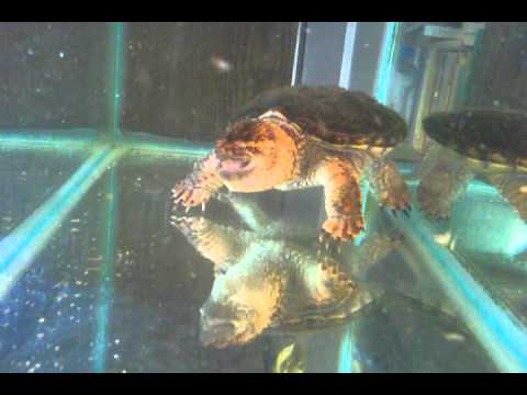 Snapping turtle munching on mouse - YouTube