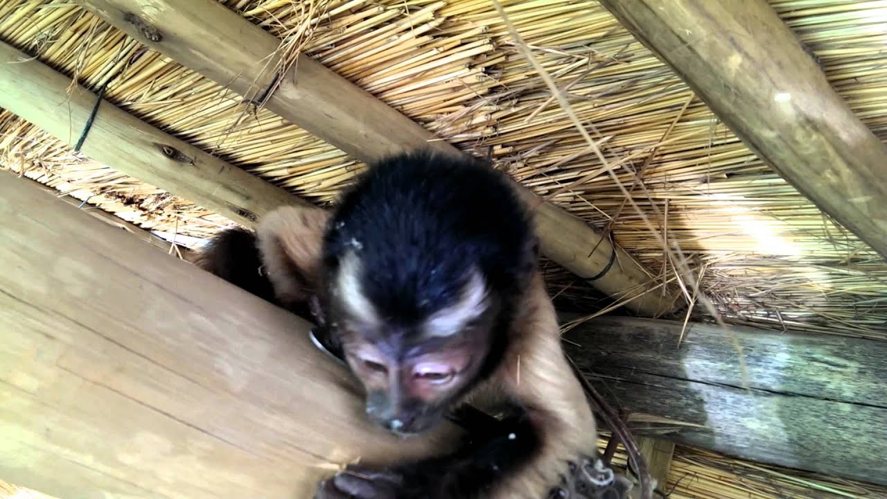 Can a monkey eat with a spoon? - YouTube