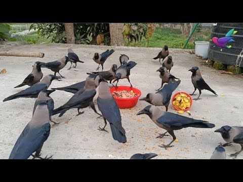 Best ever crow birds video | Crows fight with wild birds for food ...