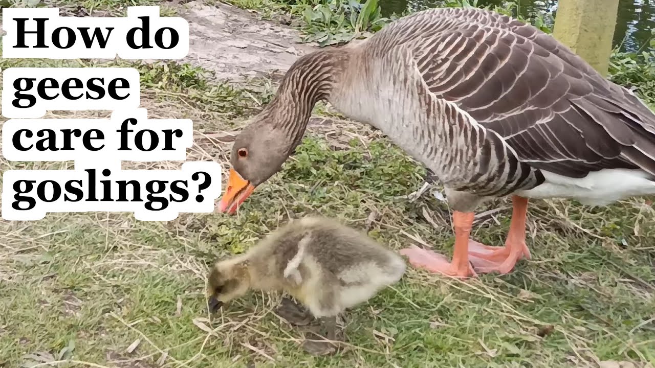 How Do Greylag Geese Raise Their Young Goslings? New Baby Goose on the ...