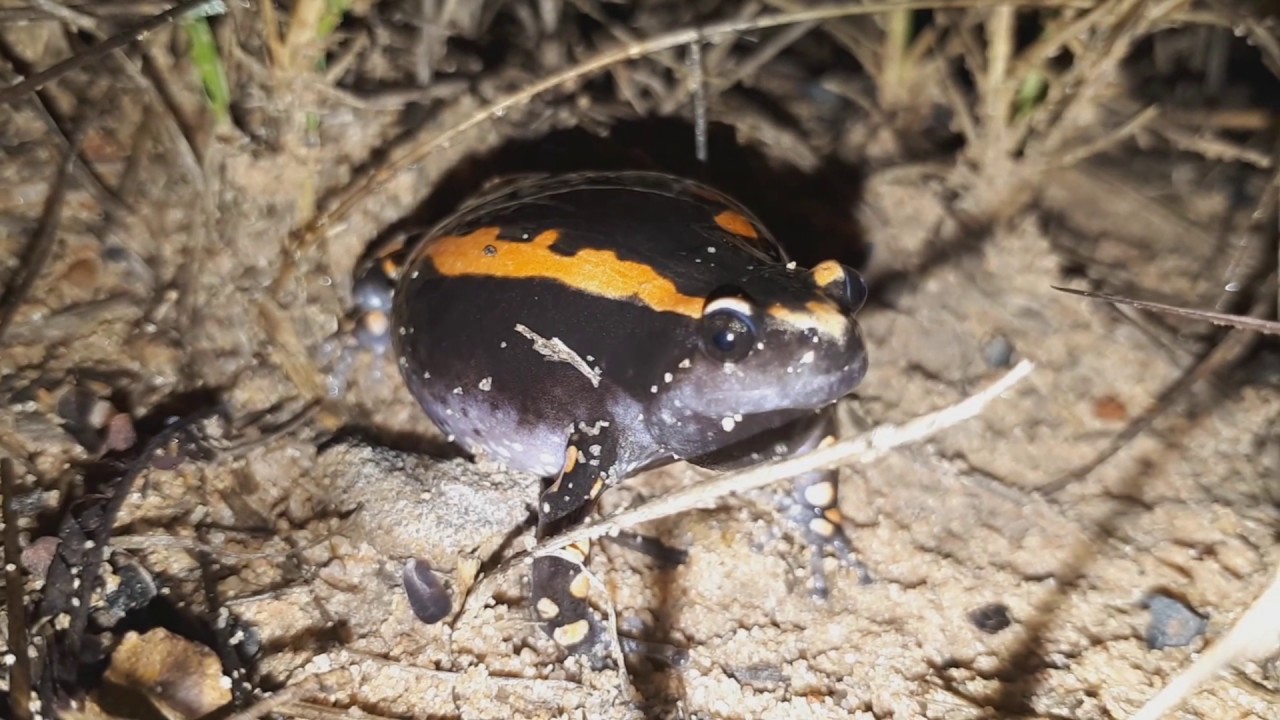 Cute frog makes ALIEN sound #4 - YouTube