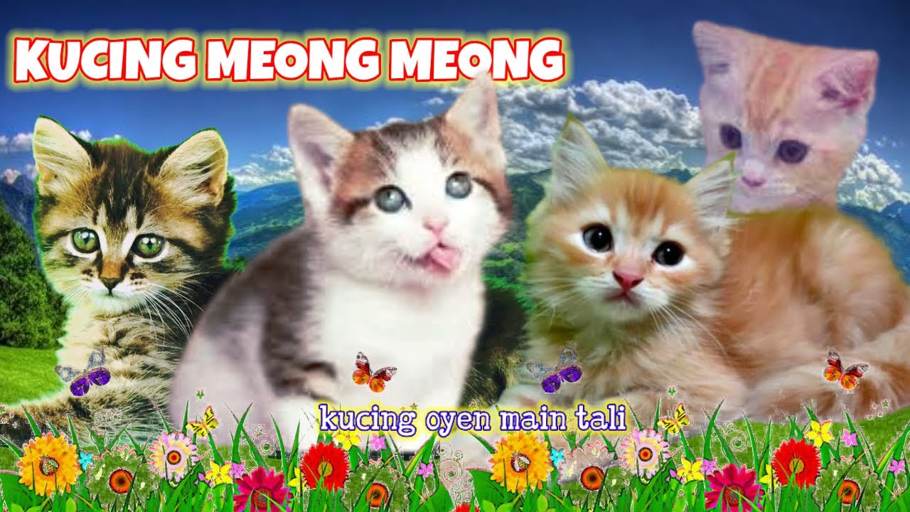 Kucing meong meong ‼️ kucing oyen main tali ‼️ kompilasi kucing lucu ...