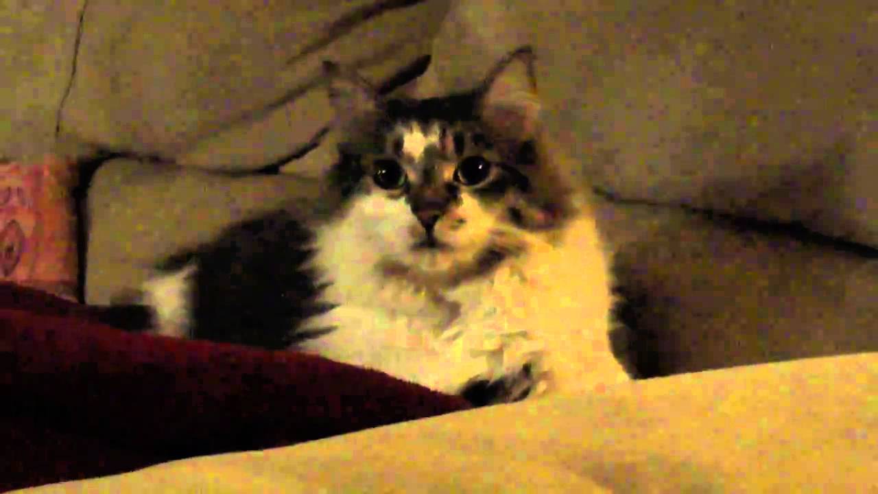 Polite Cat says bless you - YouTube