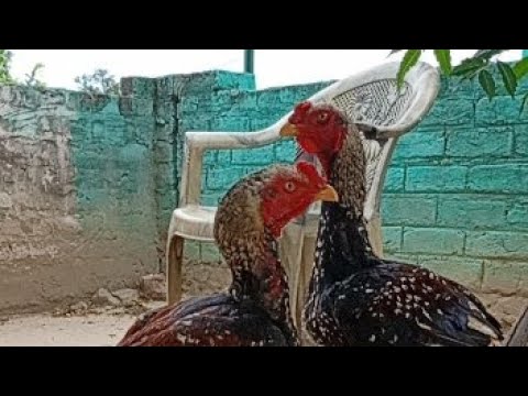 Java home Breed Karo Check - YouTube