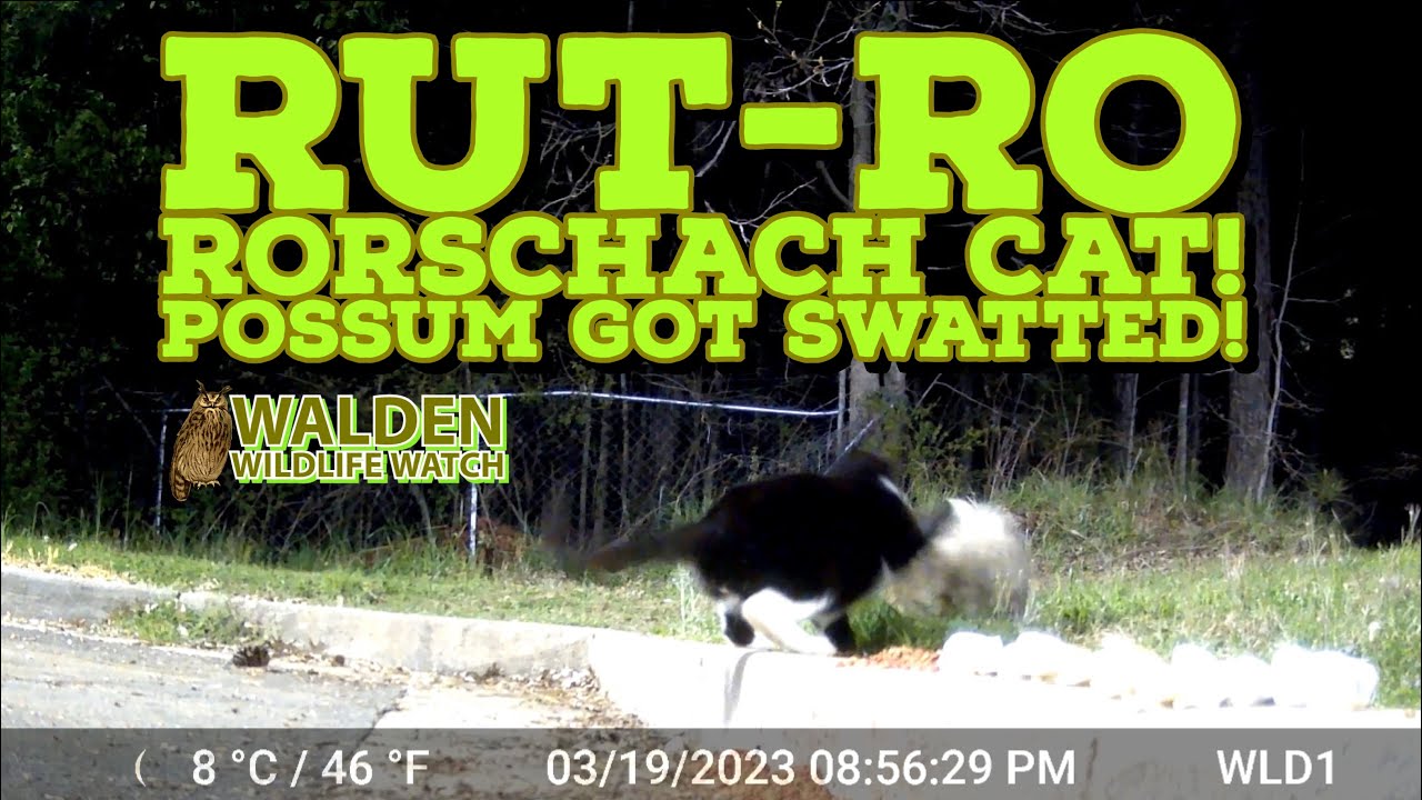 RUT-RO[cat]! Possum got too close and caught a paw! 💥🙀💥 - YouTube