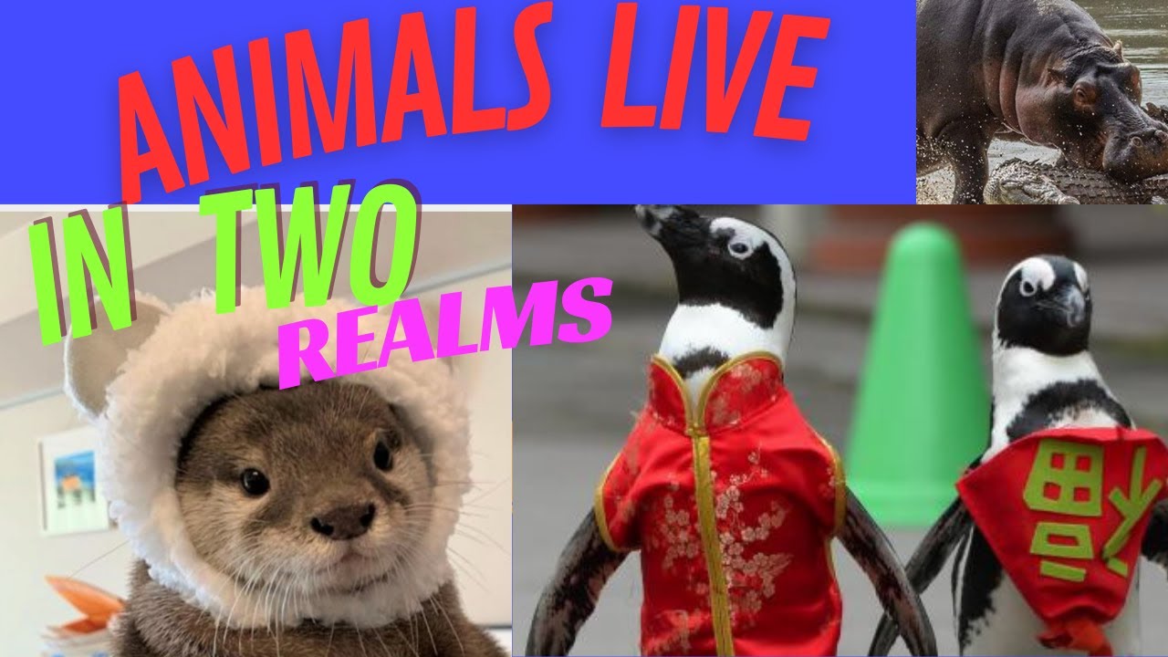 animals live in two realms - YouTube