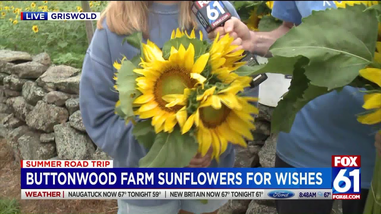 Sunflowers for wishes at Buttonwood Farm - YouTube