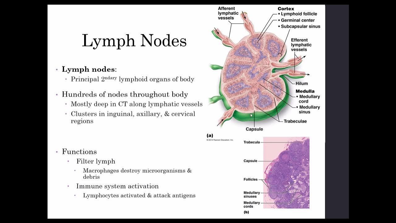 Human A&P II Lab: Lymphatic and Immune System, Part 1- Lymphatic ...