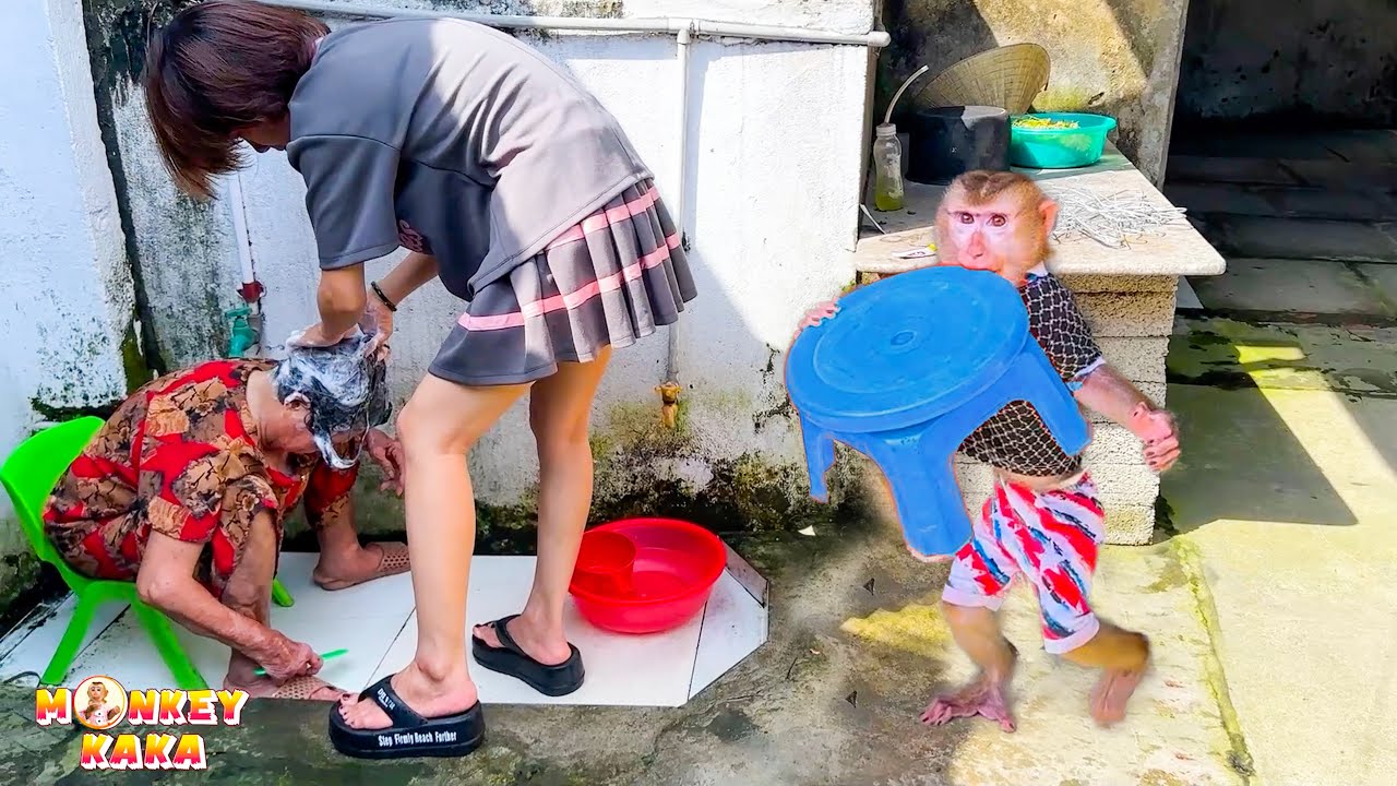 Monkey Kaka brought a chair for mom to sit and wash grandmom's hair ...