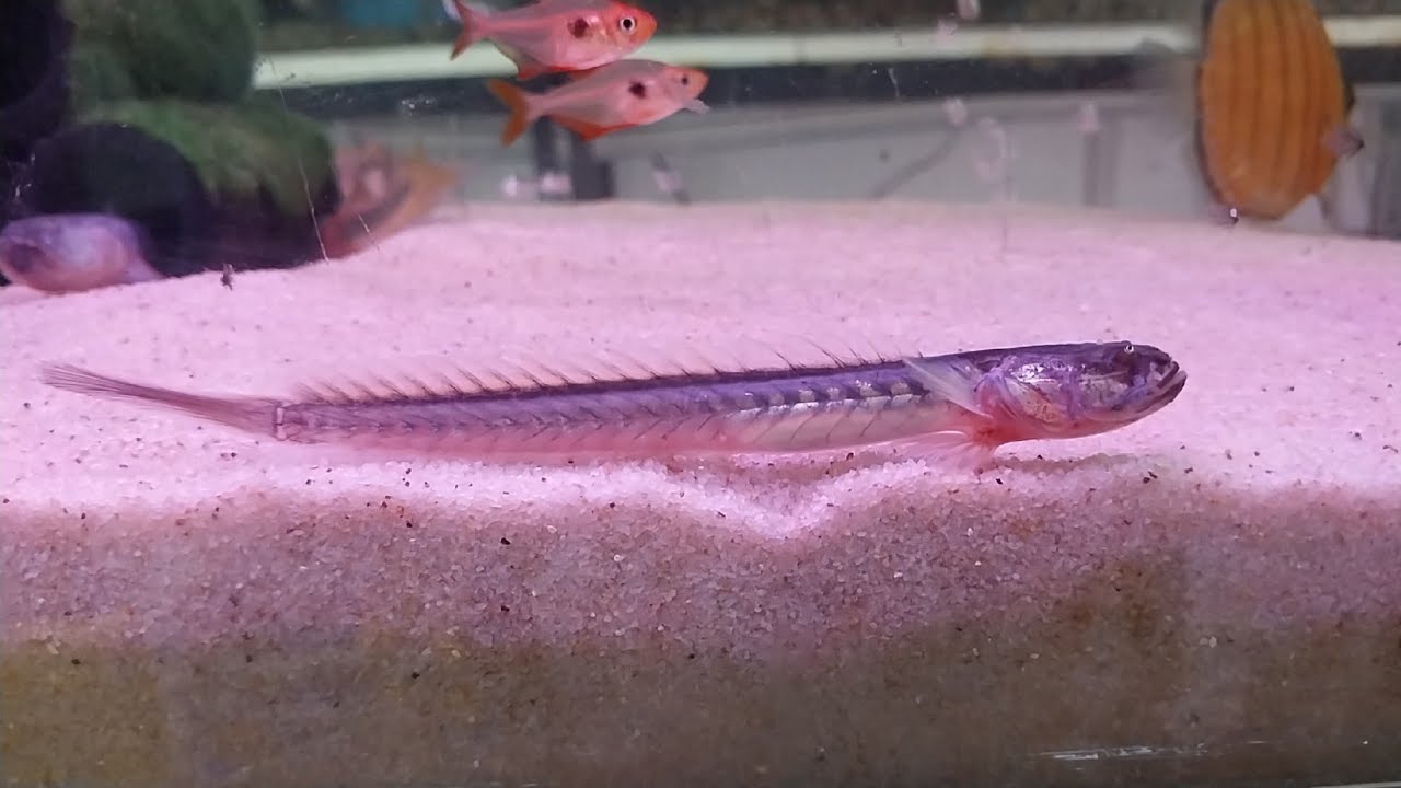 pez dragon chino ficha técnica alimentación y reproducción - YouTube