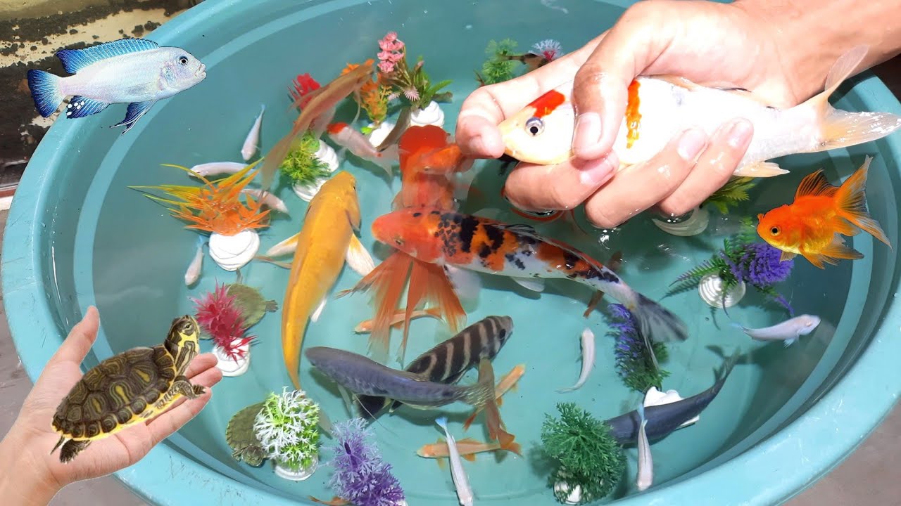 Koi fish oppaline gourami Cichlid fish Ninety nine cichlid Goldfish ...