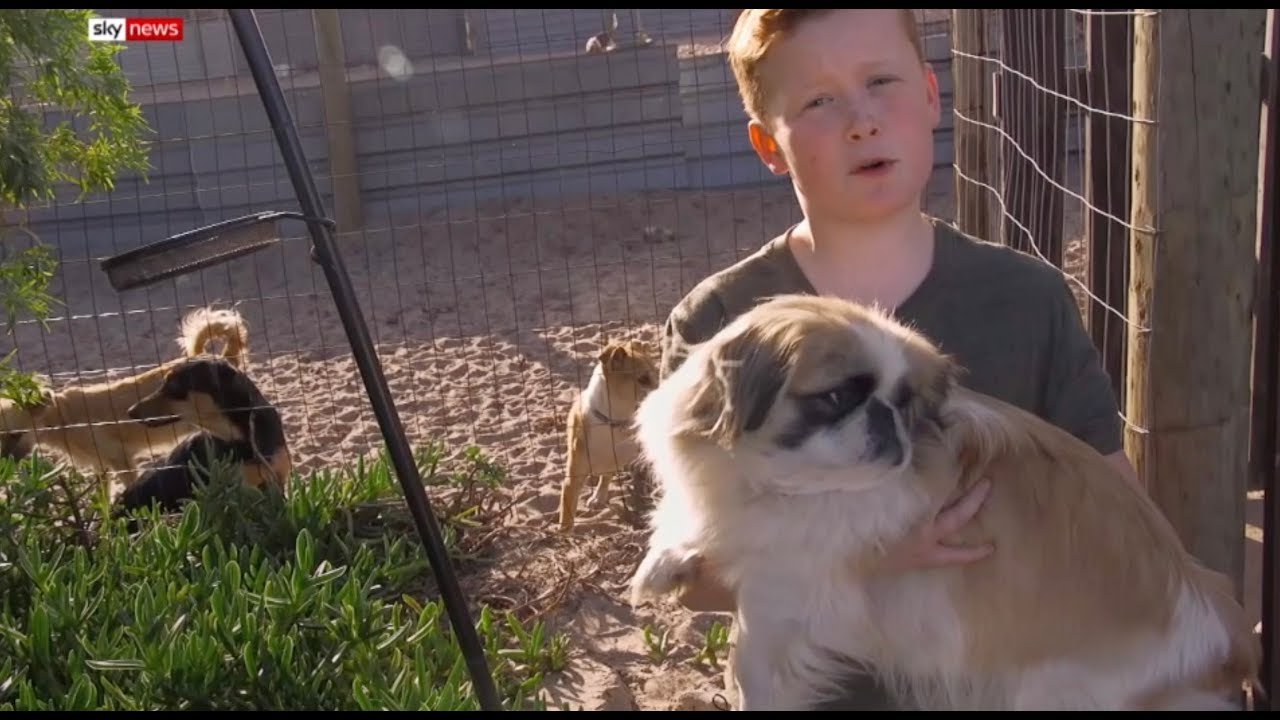 Dog rescue mission in South Africa with Network for Animals - YouTube