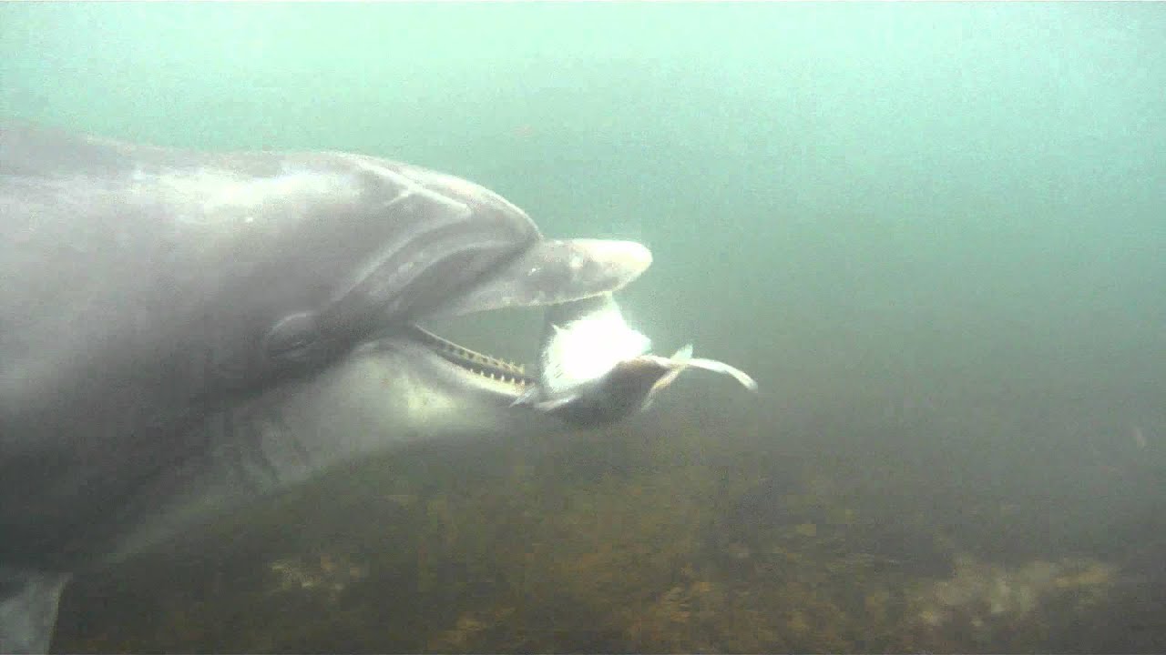 Dusty the dolphin eating a fish - YouTube