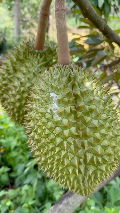 Satisfying Musang King Durian Harvest Sounds - Rural Life and Durian ...