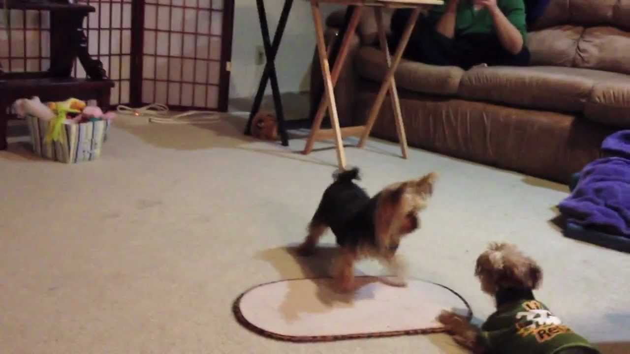 cute yorkie chase - YouTube