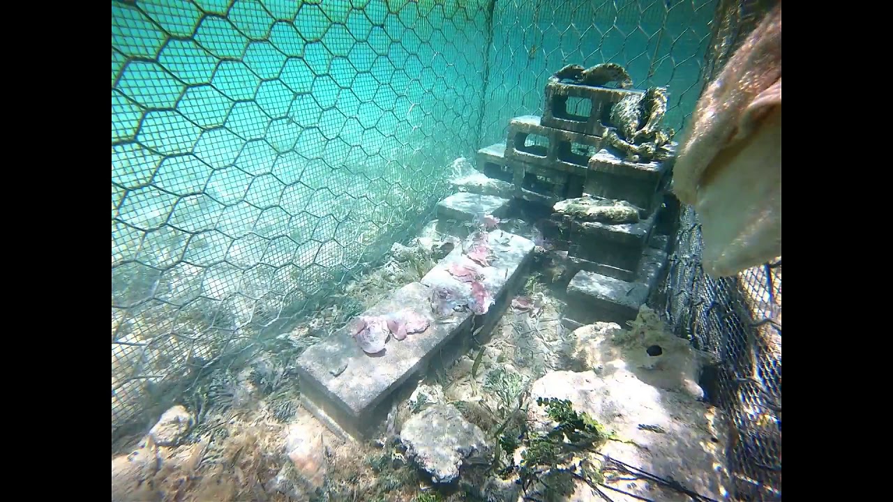 Baited camera for Caribbean King Crab - YouTube