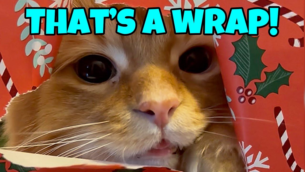 That's A Wrap 🎁 - Trying The Viral Wrapping Paper Photoshoot for Pets ...