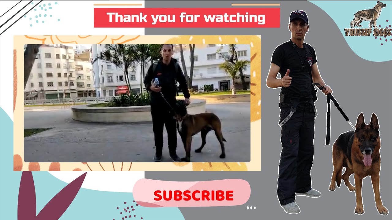 Unlock the Power of the Malinois Dog: How to Perfectly Train This ...