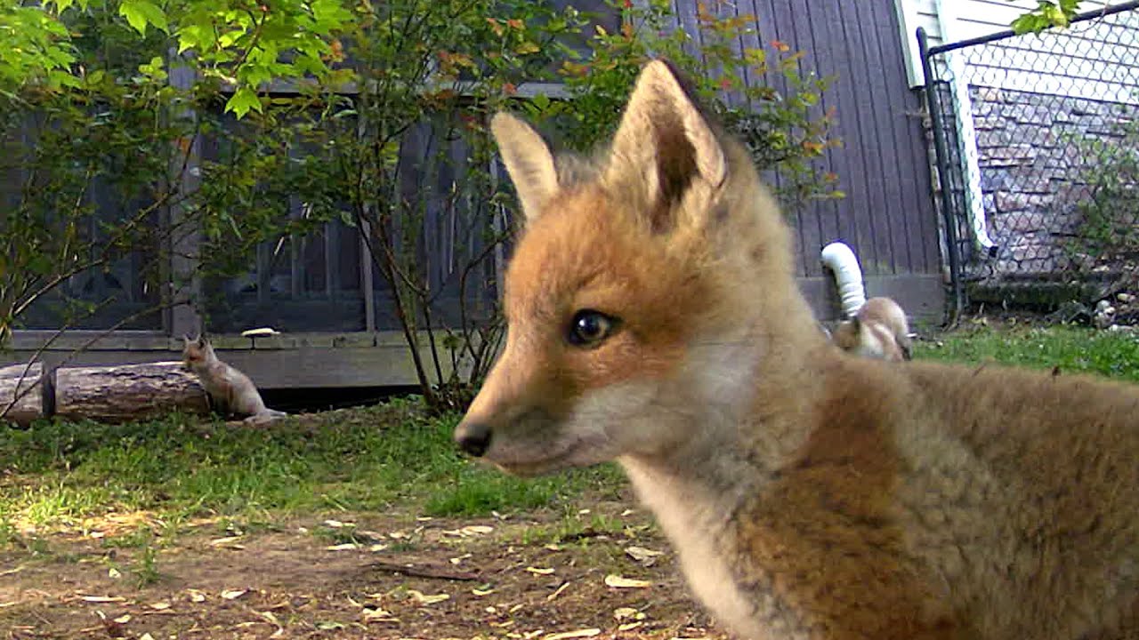 Baby Foxes 6: Foxies Get the Zoomies Too - YouTube