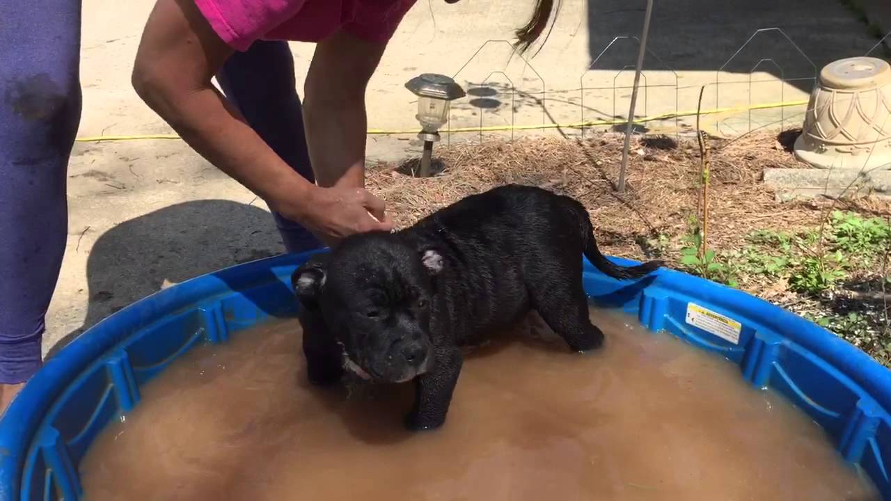 Bear the bully puppy gets a bath - YouTube