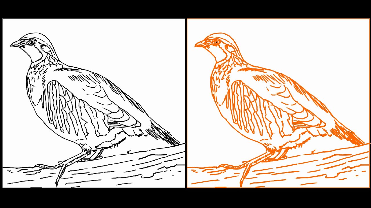 Keklik Resmi Adım Adım Nasıl Çizilir En Kolay En Basit Nasıl Yapılır ...