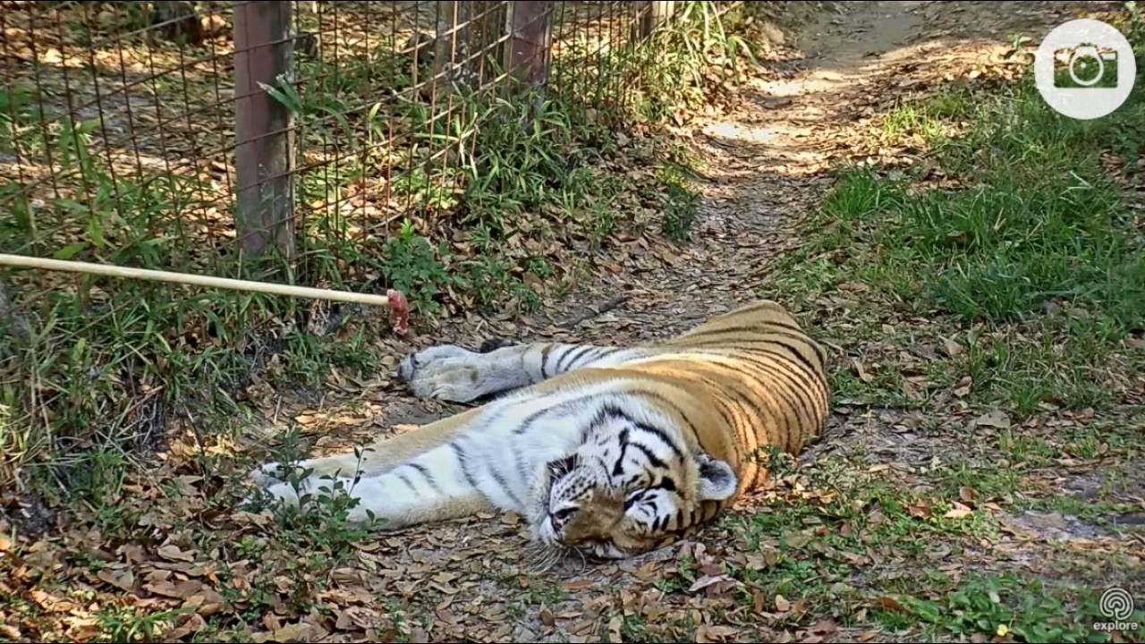 Tickle a tiger - YouTube