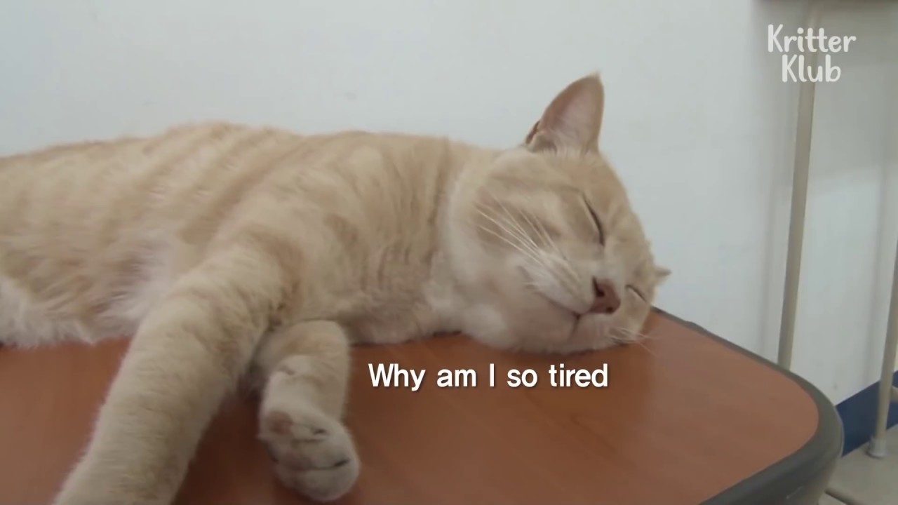 Exhausted Cat Gif