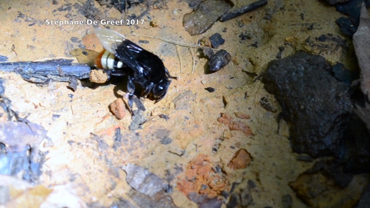 A large Orchid bee (Euleaema sp., Euglossini) collecting mud in Panama ...
