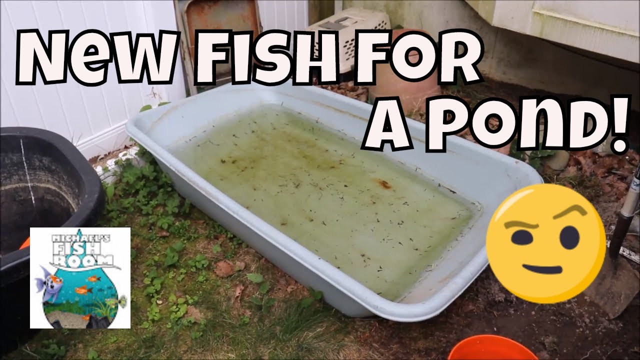 New Fish for the Summer Tubs Water Change Wednesday Guppy Pond Update ...